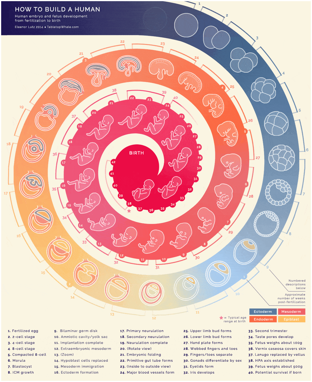 The Best Interactive Infographics 2020 Cleverclip Blog